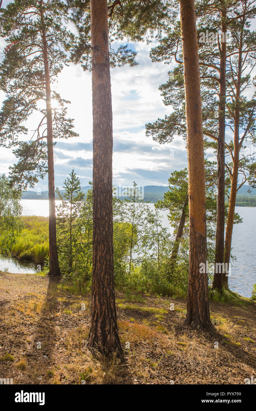 Beautiful nature landscape pine hi-res stock photography and images - Alamy