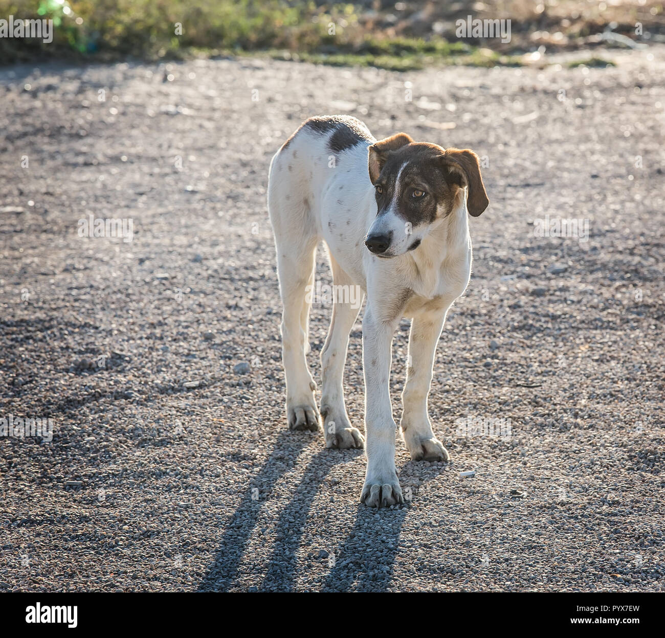 Lonely stray dog mongrel hi-res stock photography and images - Alamy