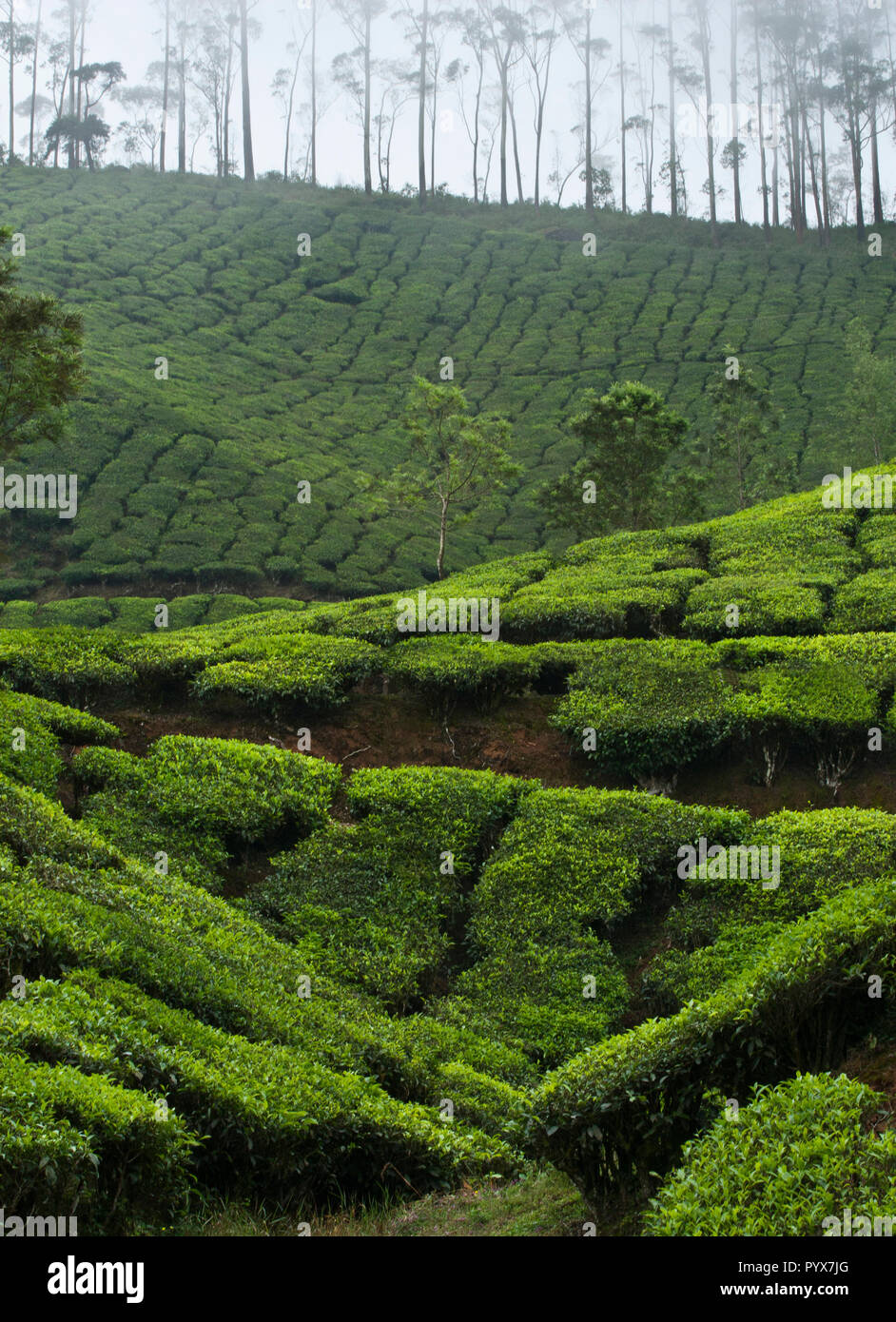 Misty tea plantation in Munnar, India Stock Photo - Alamy Misty tea plantation in Munnar, India Stock Photo - Alamy
