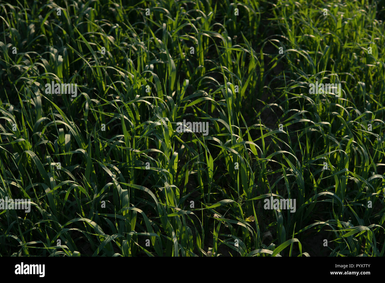 Green sprouting rye agricultural field in spring. Sprouts of rye Stock ...