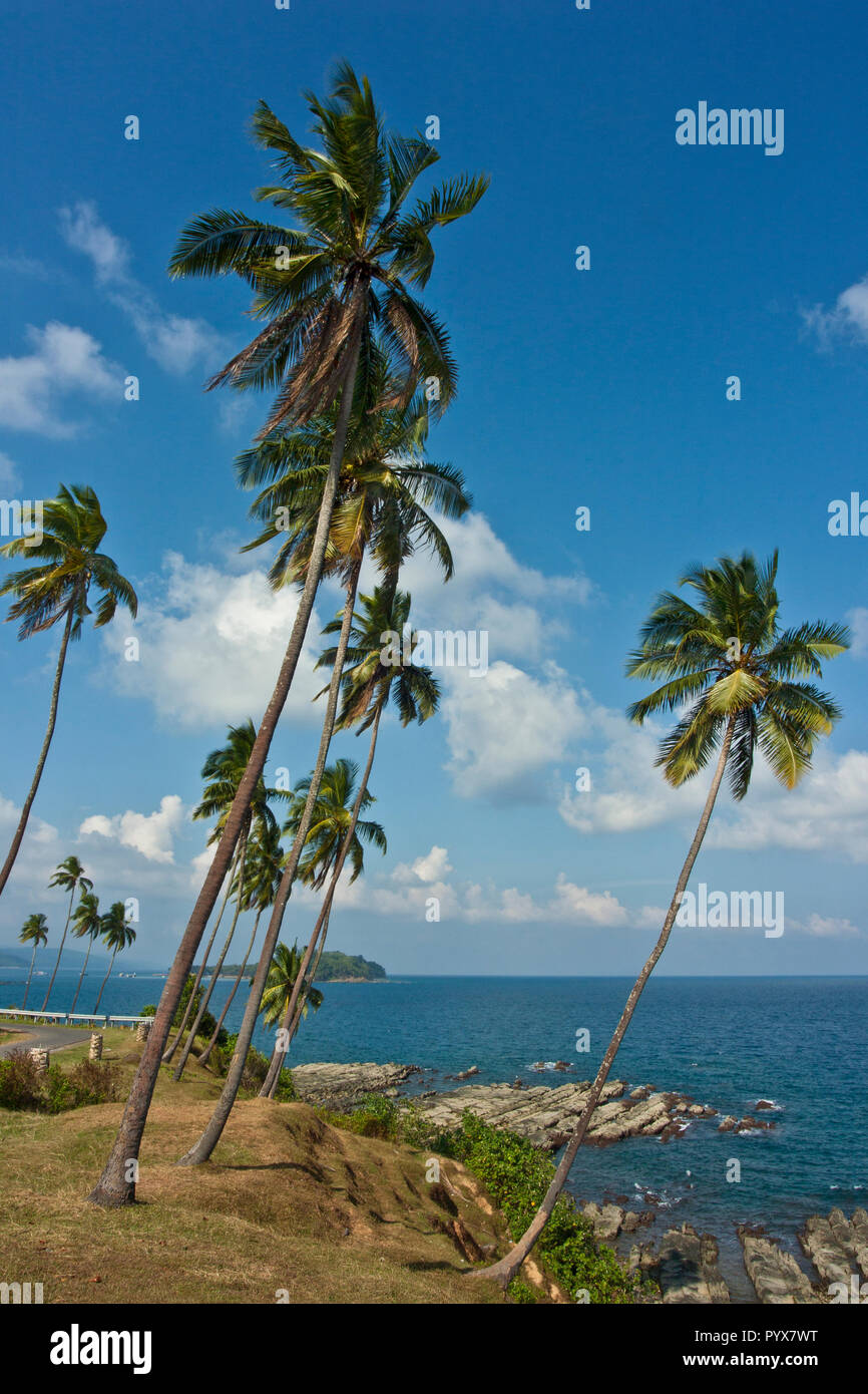 Palm trees on Andaman Islands Stock Photo - Alamy