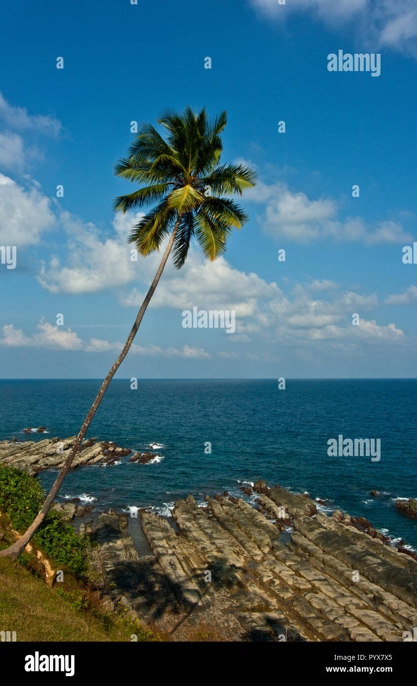 Coconut palm tree on tropical Andaman Islands Stock Photo - Alamy