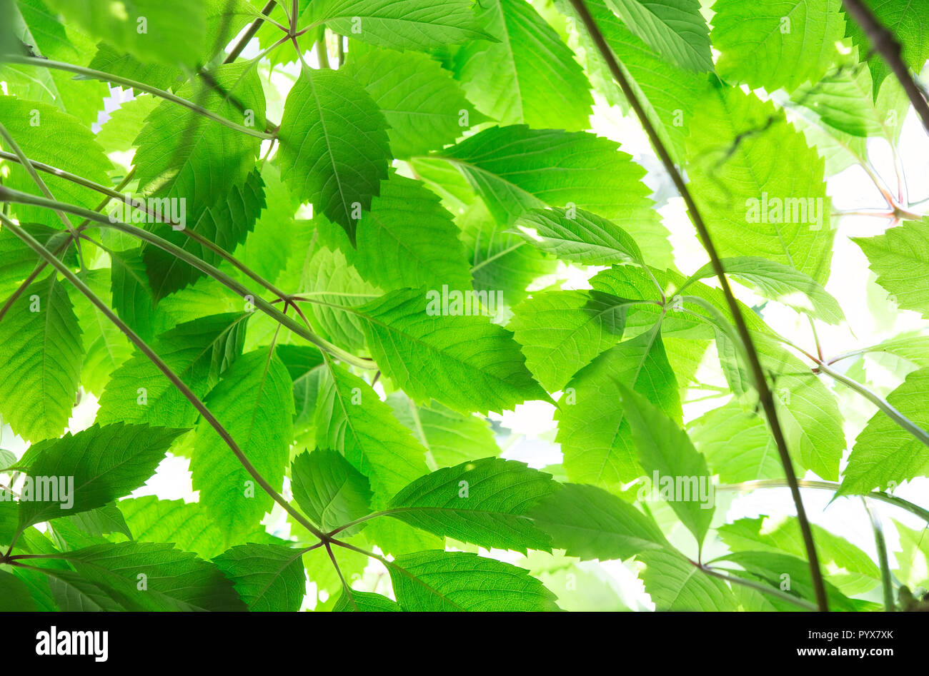 Green leaves in bright light background Stock Photo - Alamy