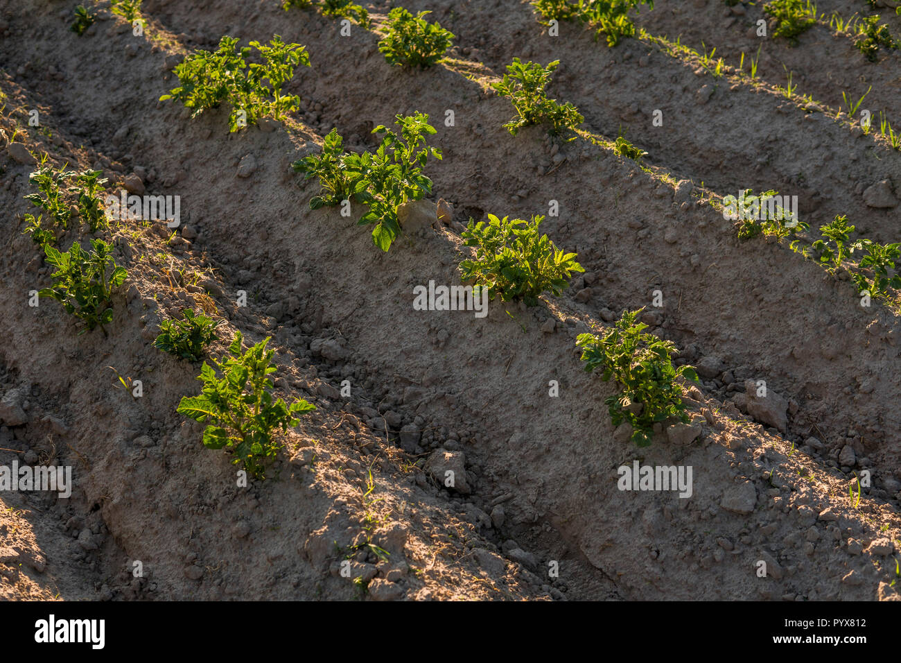Green field of potato crops in a row. Agriculture. Growing of potato ...