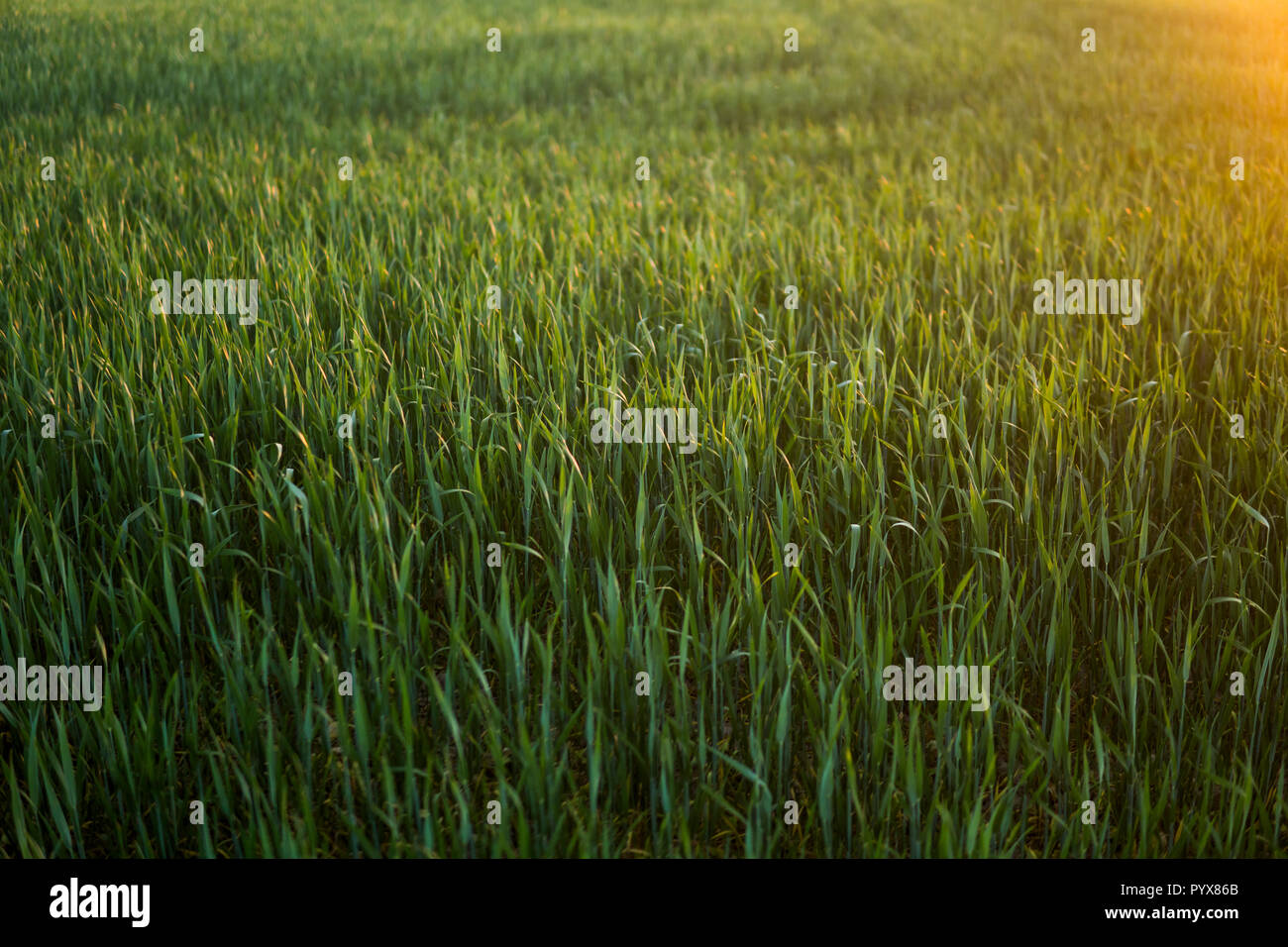 Green sprouting rye agricultural field in springs sunset. Sprouts of ...