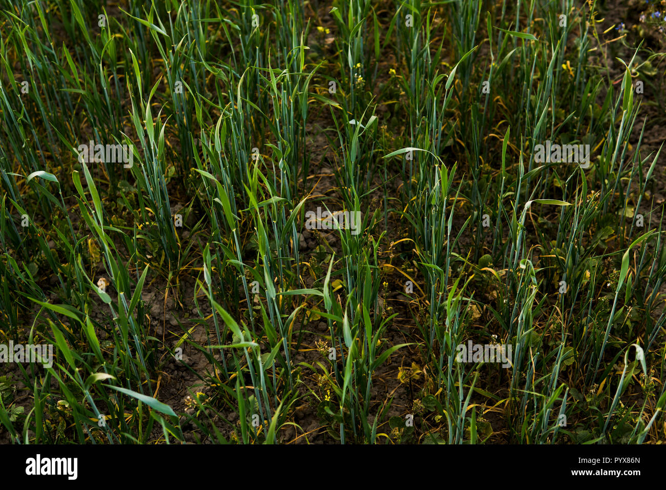 Green sprouting rye agricultural field in spring. Sprouts of rye Stock ...