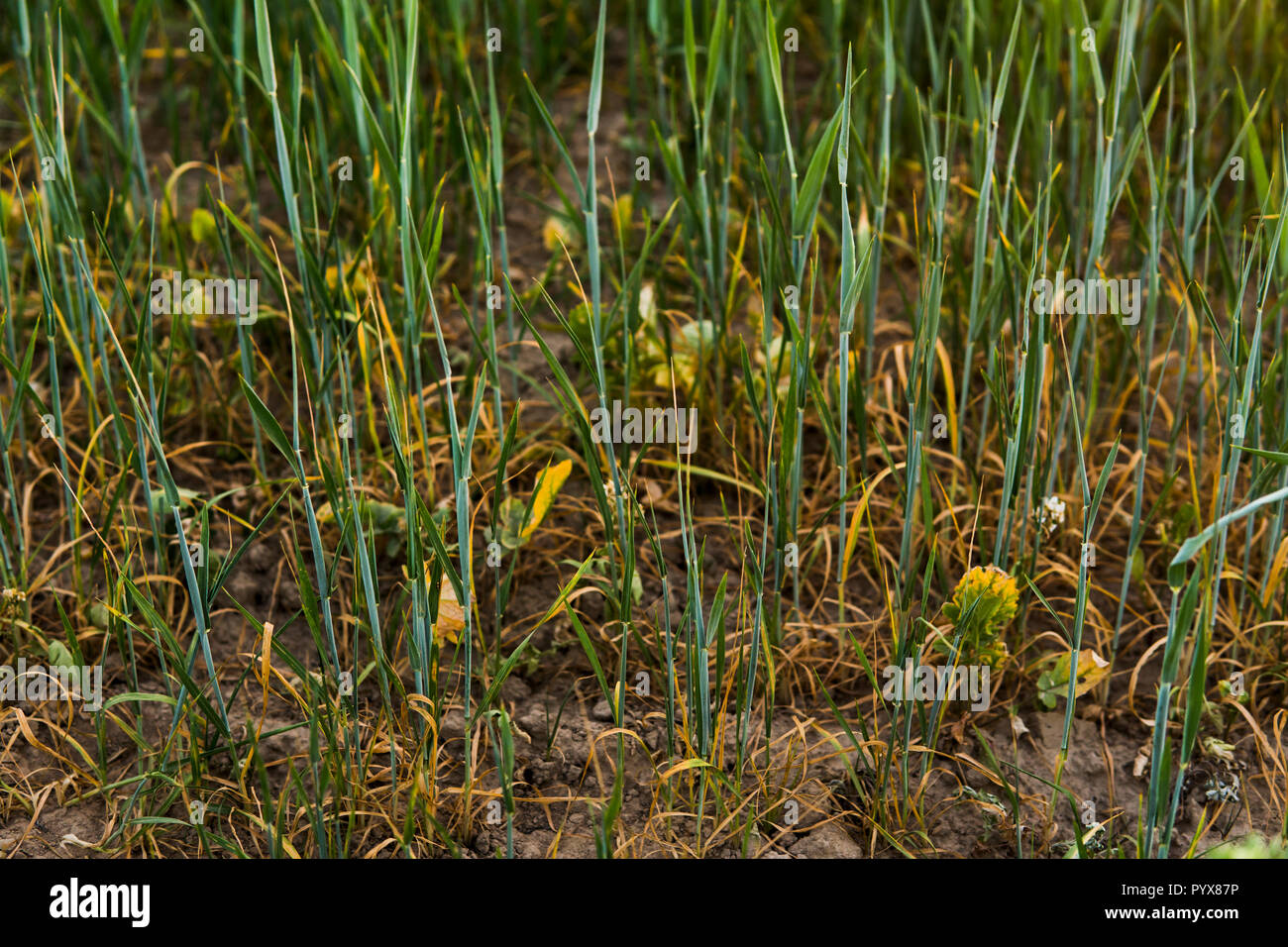 Seedling And Farm Crop Field Stock Photos & Seedling And Farm Crop ...