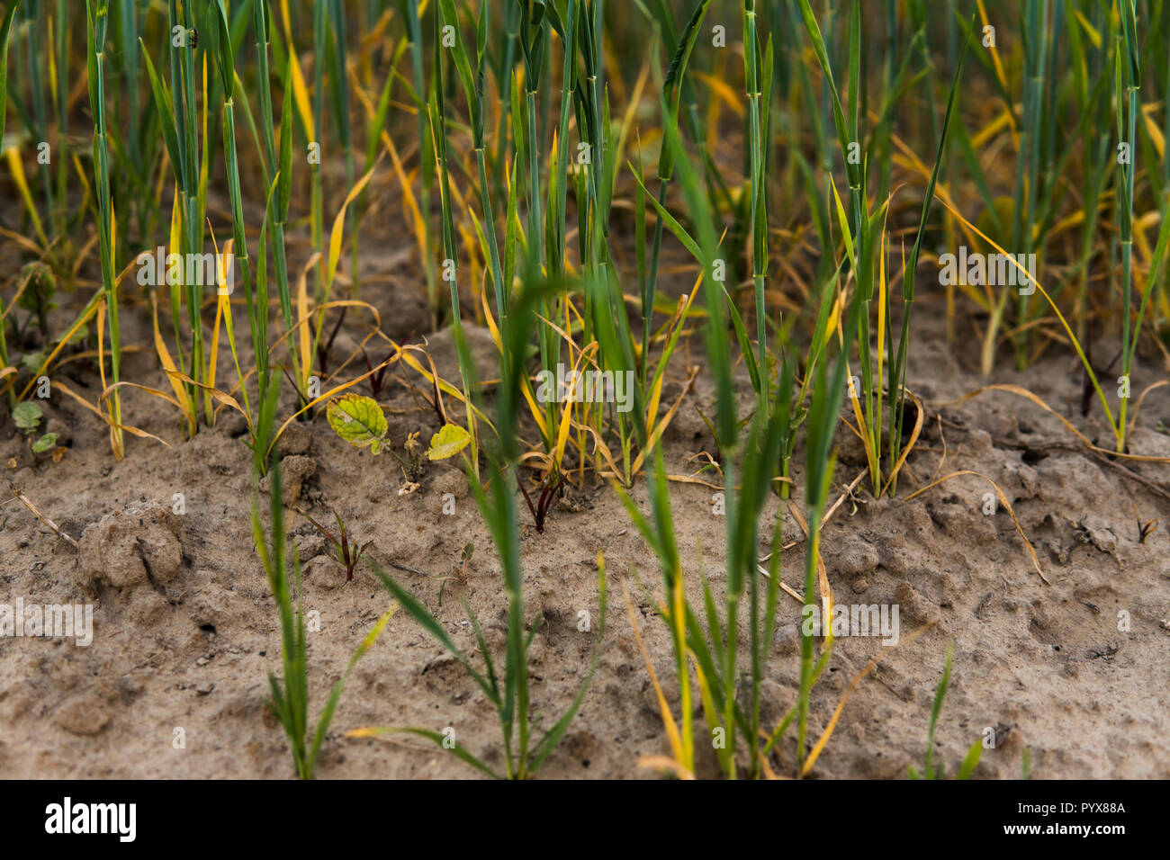 Green sprouting rye growing from the soil agricultural field in spring ...
