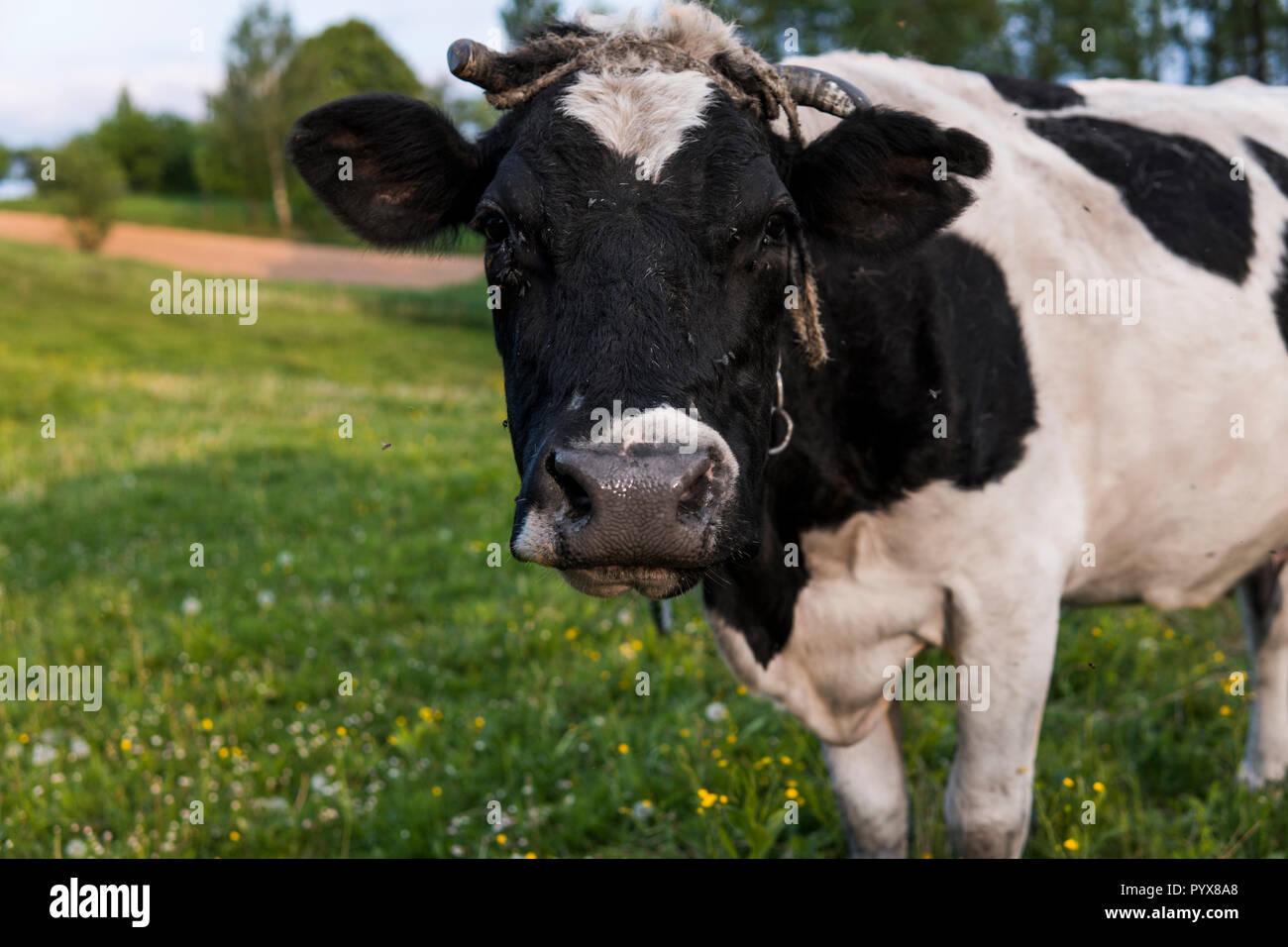 Black and white cow on a summer pasture Stock Photo - Alamy