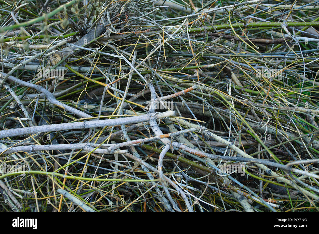 Scattered tree hi-res stock photography and images - Alamy