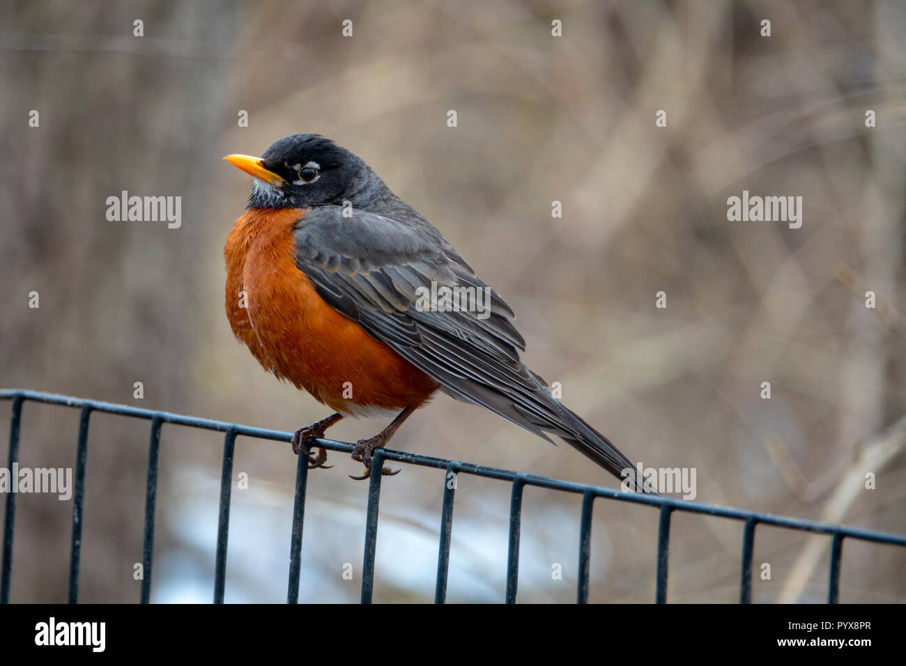 American robin,Turdus migratorius is a migratory songbird of the true ...