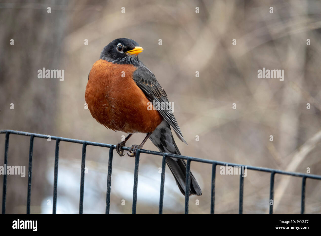 American robin,Turdus migratorius is a migratory songbird of the true ...