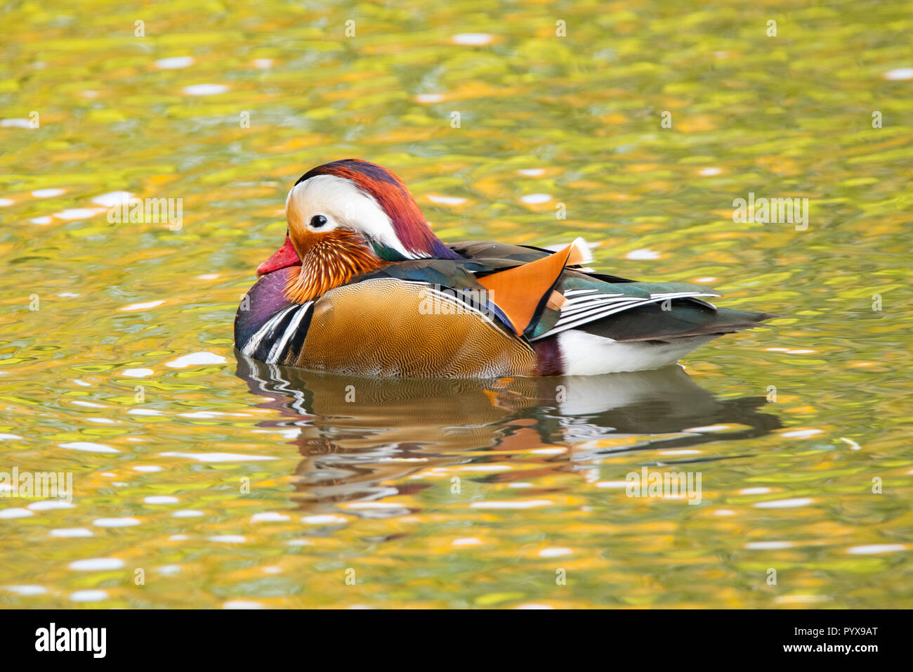 Mandarin Duck (Male) (Aix galericulata Stock Photo - Alamy