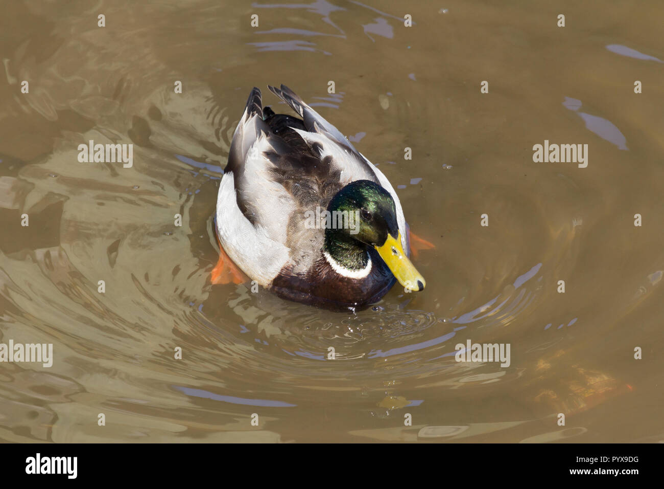 A male Mallard Duck swims in polluted, brown water Stock Photo - Alamy