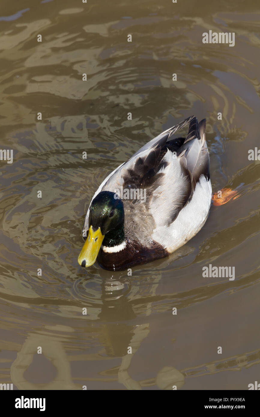A male Mallard Duck swims in polluted, brown water Stock Photo - Alamy
