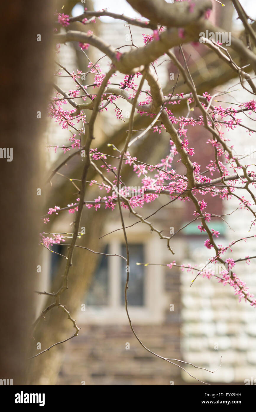 Details of gothic architecture are seen behind a budding spring tree ...