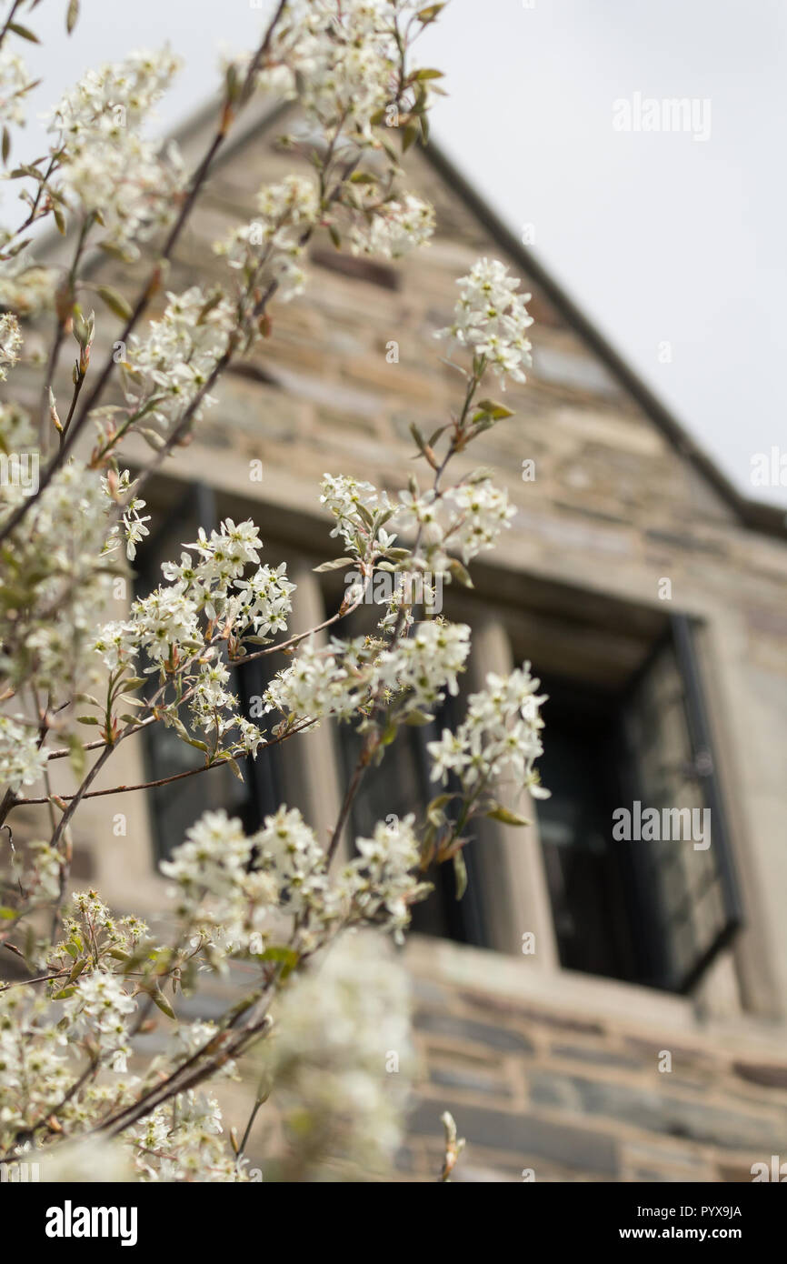 Details of gothic architecture are seen behind a budding spring tree ...