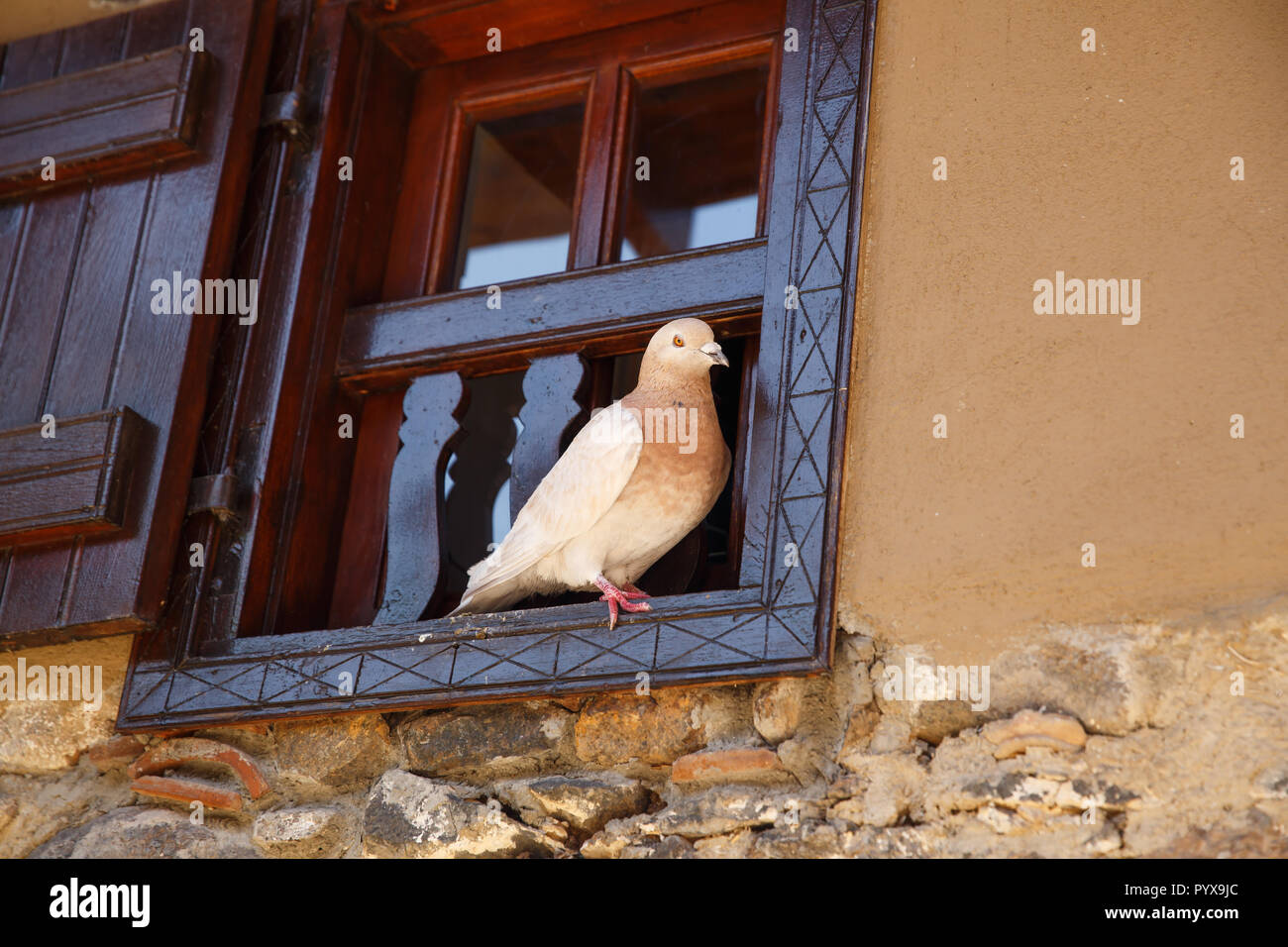 Pigeon sitting on the window in old Kakopetria village, Cyprus Stock ...