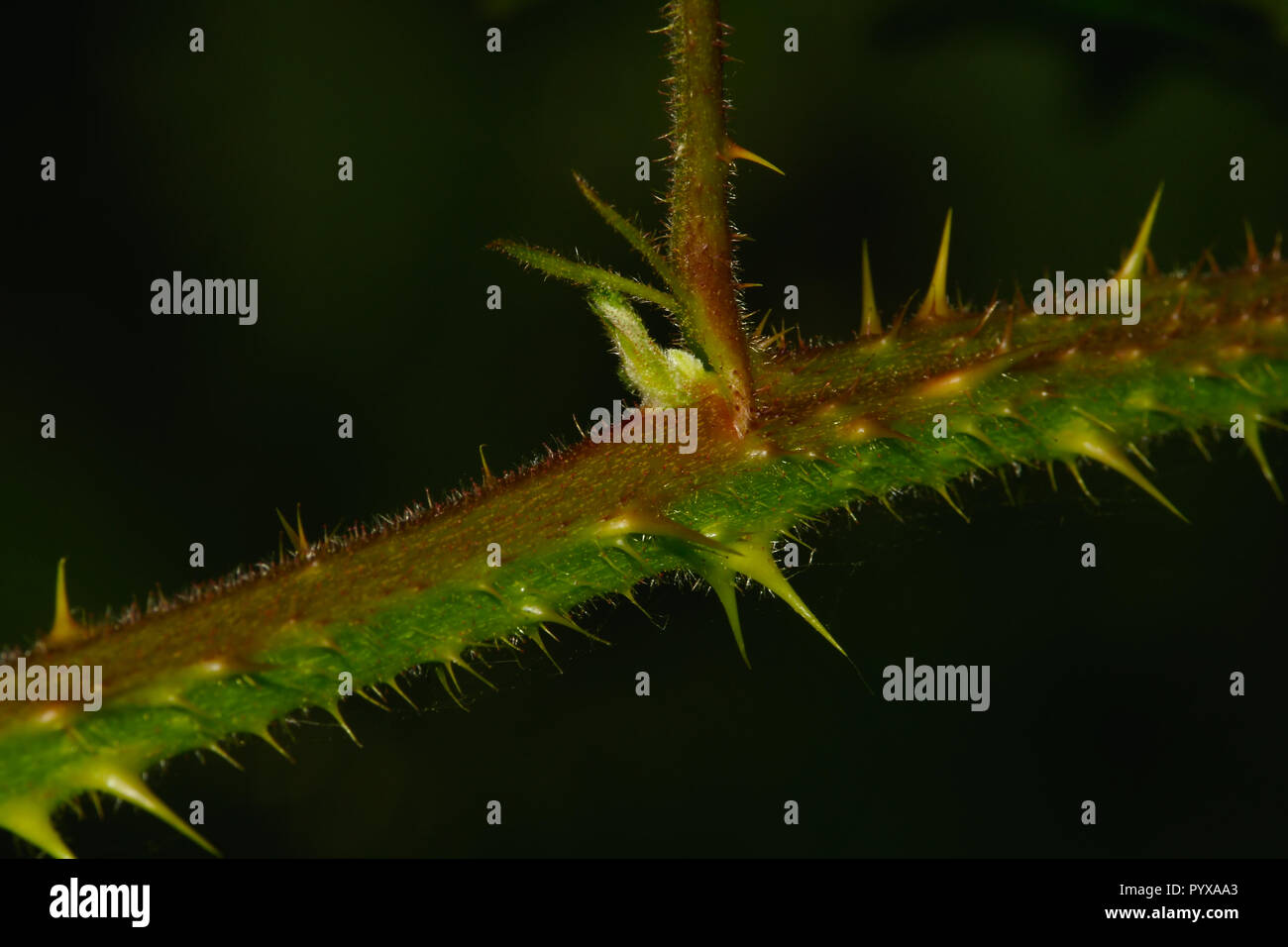 Bramble stem hi-res stock photography and images - Alamy