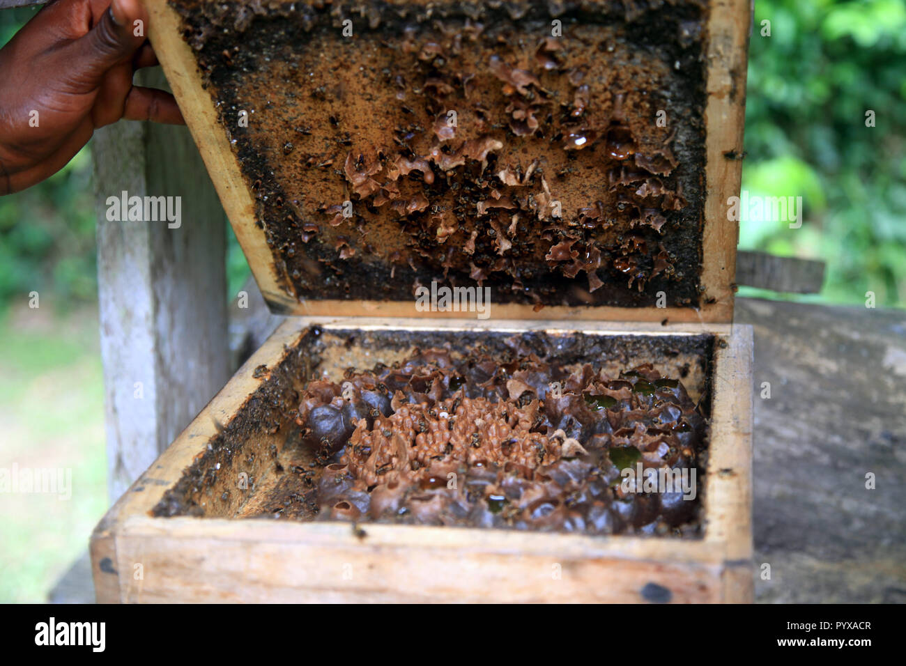 Stingless bee hi-res stock photography and images - Alamy