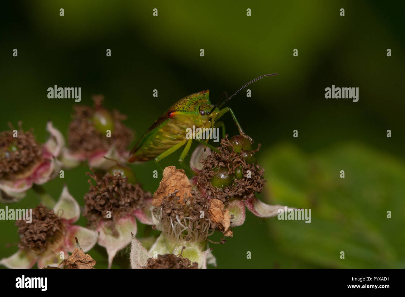 Hawthorn stink bug hi-res stock photography and images - Alamy