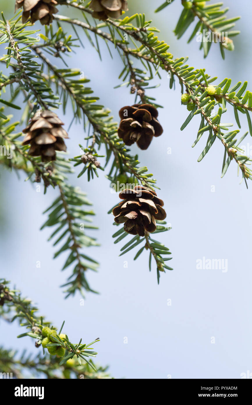 Pine Cones hang from an evergreen tree during spring Stock Photo - Alamy