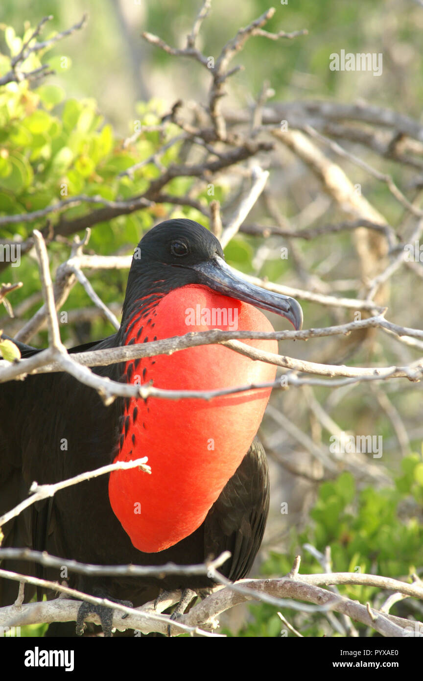 Great frigatebird with inflated gular sac Stock Photo - Alamy