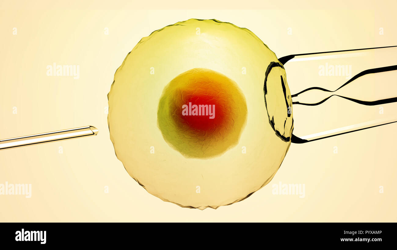 Artificial fertilization, assisted. Fertilized cell, ovum. Artificial ...