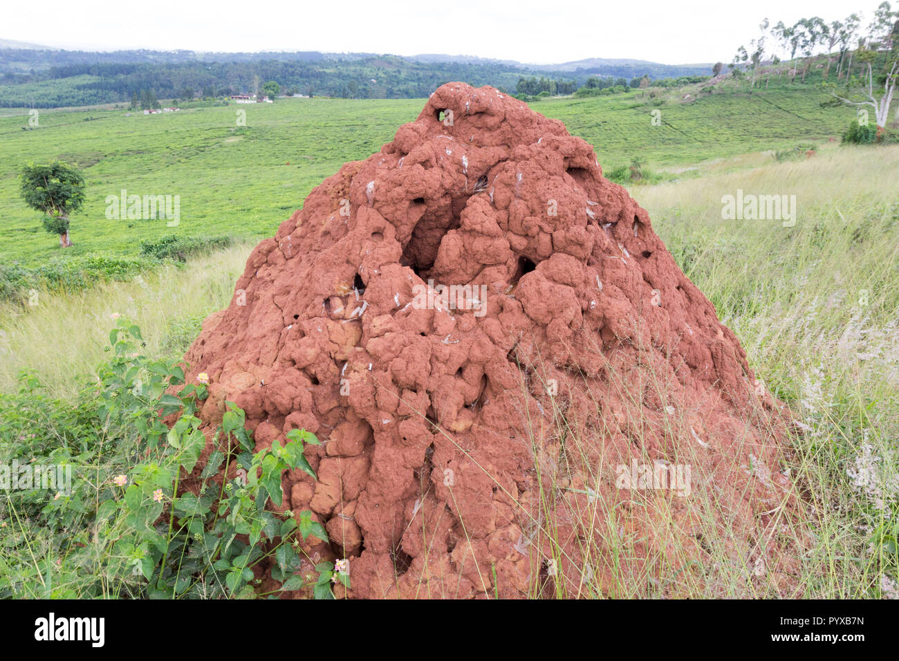 Tropical termite hi-res stock photography and images - Alamy