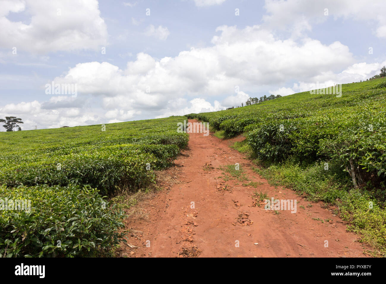 Rural landscape in uganda africa hi-res stock photography and images ...