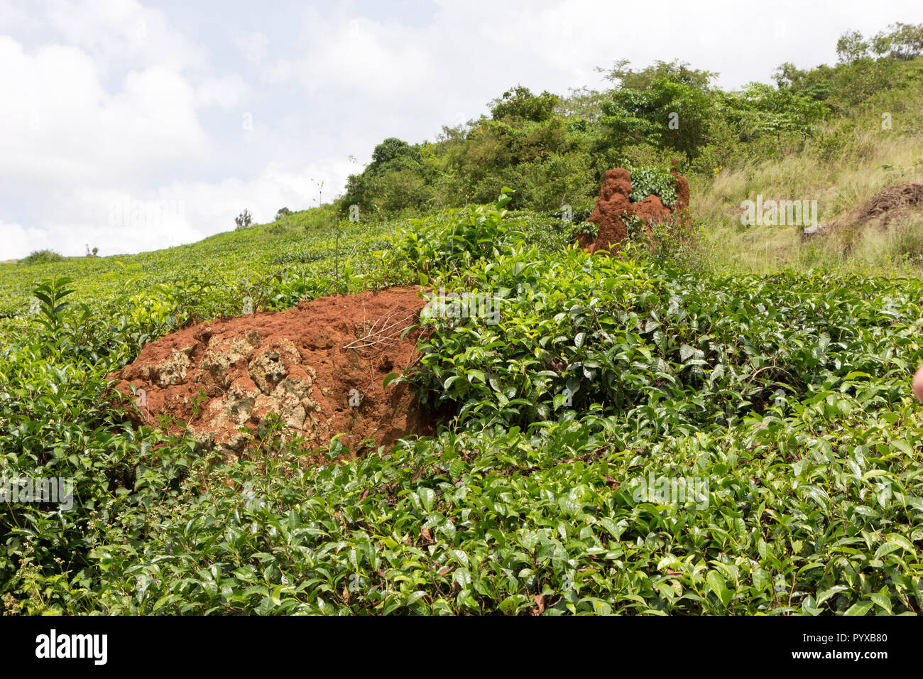 Ecosystem termite mound hi-res stock photography and images - Alamy