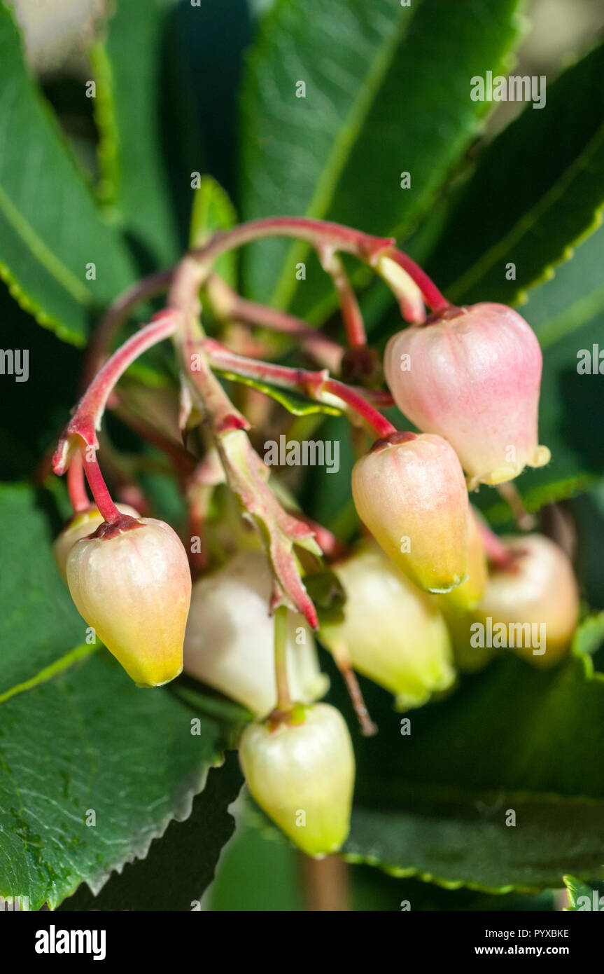 Arbutus fruit flower hi-res stock photography and images - Alamy