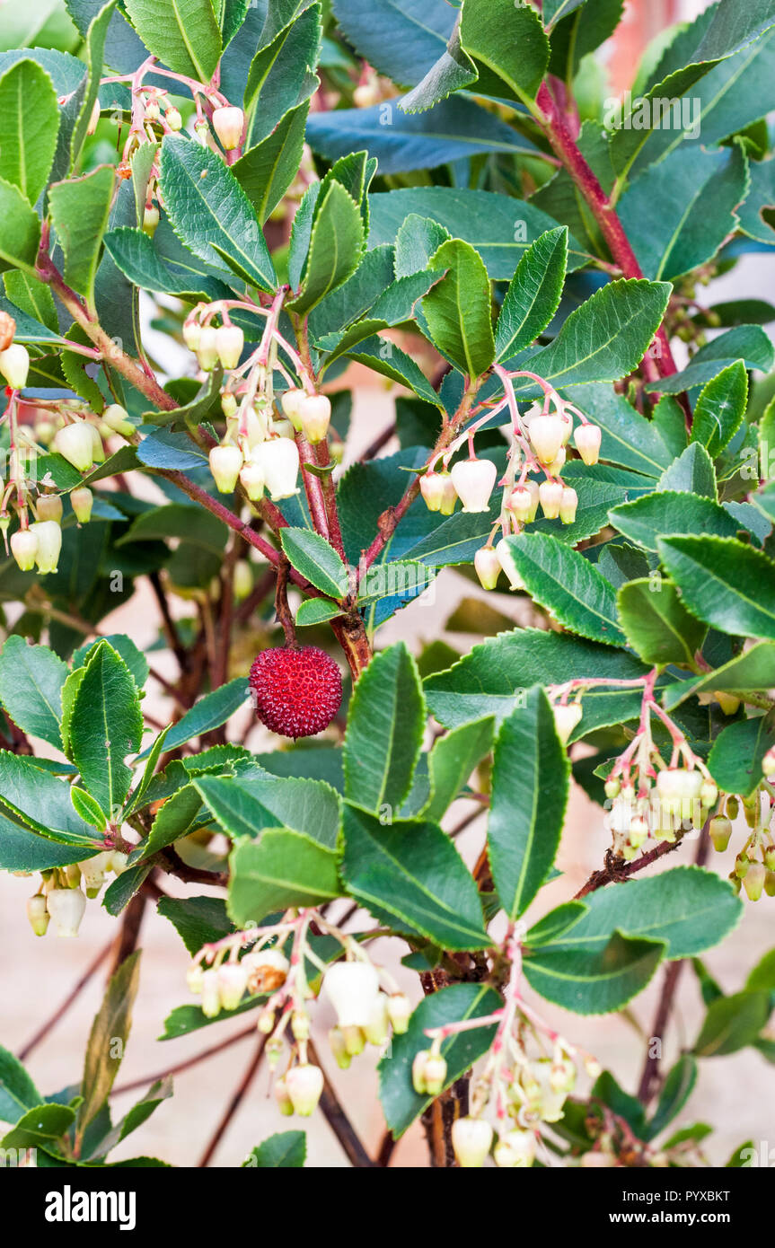 Arbutus unedo Strawberry Tree in flower and showing fruit Stock Photo ...