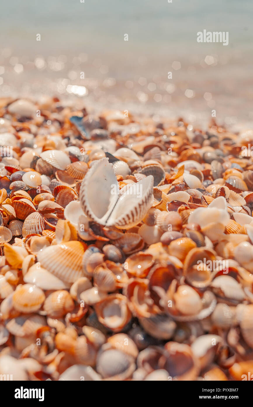 Seashell on the summer beach near sea water. Blurred background Stock ...