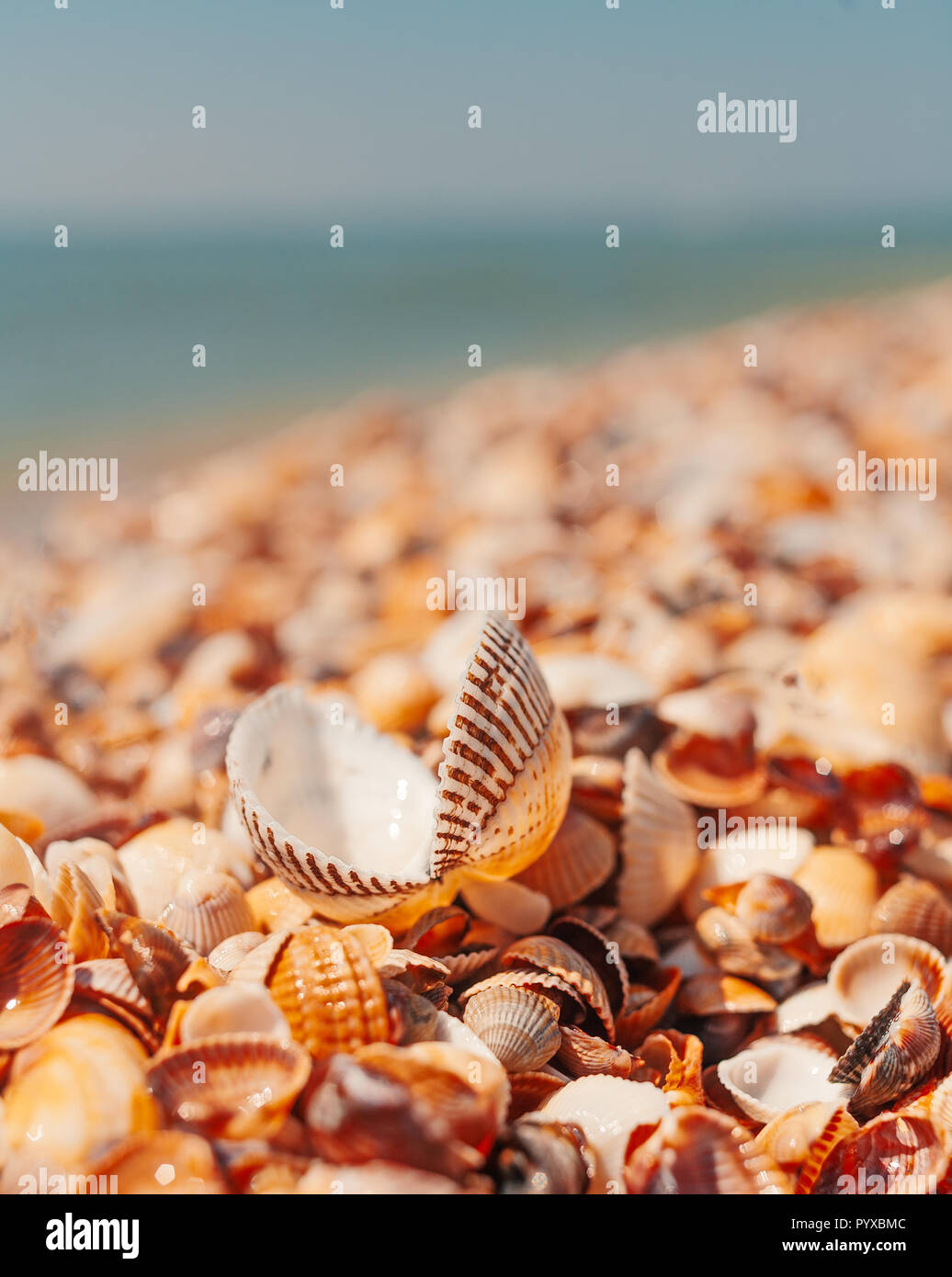 Open cockleshell hi-res stock photography and images - Alamy