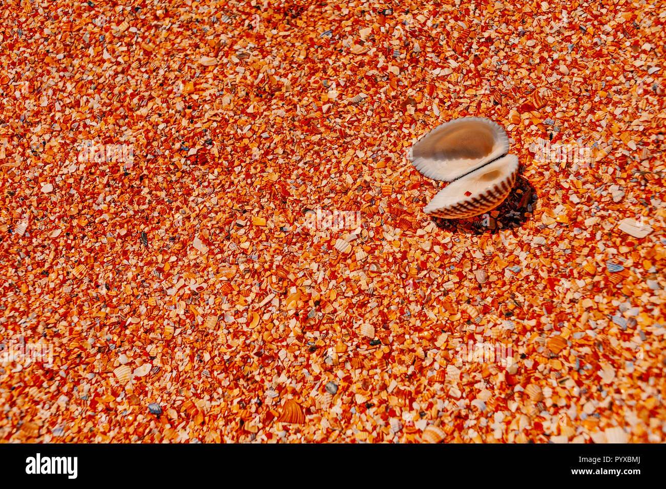 Open Seashell on the summer beach sand top view Stock Photo - Alamy