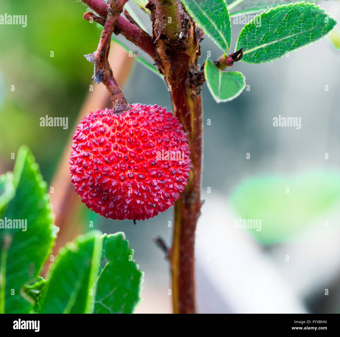 Close up of fruit of Arbutus unedo or Strawberry tree .Flowers appear ...