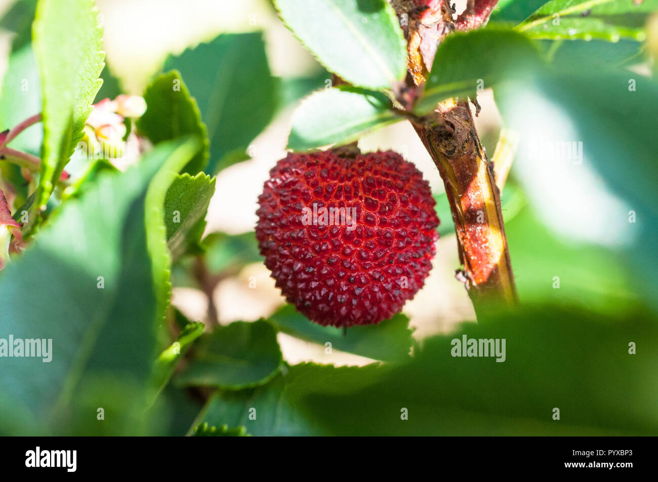 Close up of fruit of Arbutus unedo or Strawberry tree .Flowers appear ...