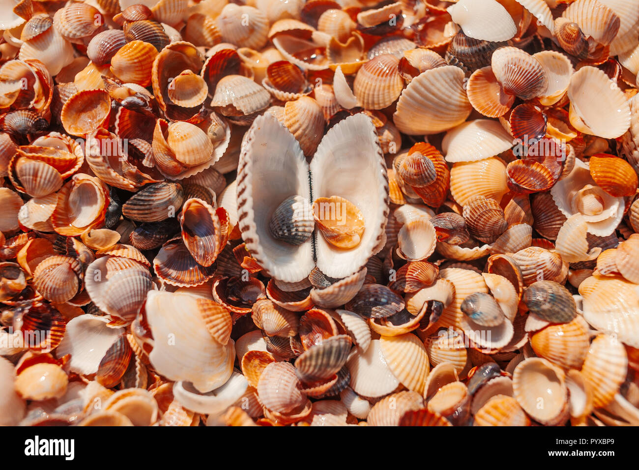 Top view of seashell with open valves on the beach Stock Photo - Alamy