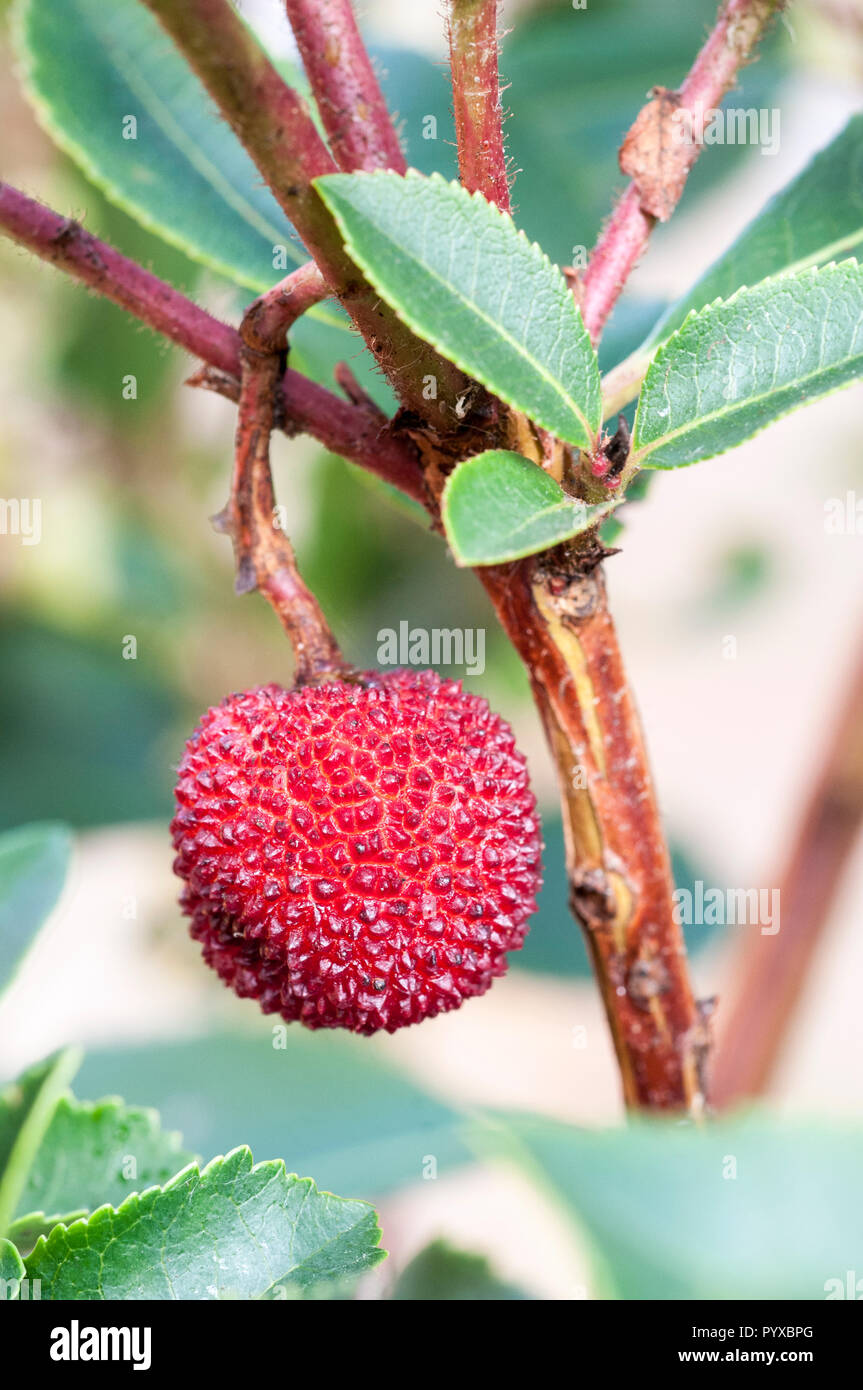 Close up of fruit of Arbutus unedo or Strawberry tree .Flowers appear ...
