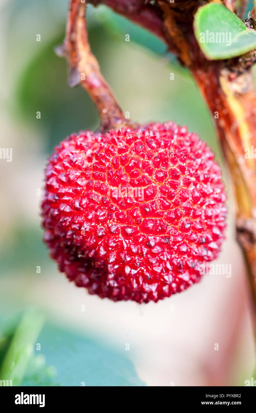 Arbutus tree arbutus unedo hi-res stock photography and images - Alamy