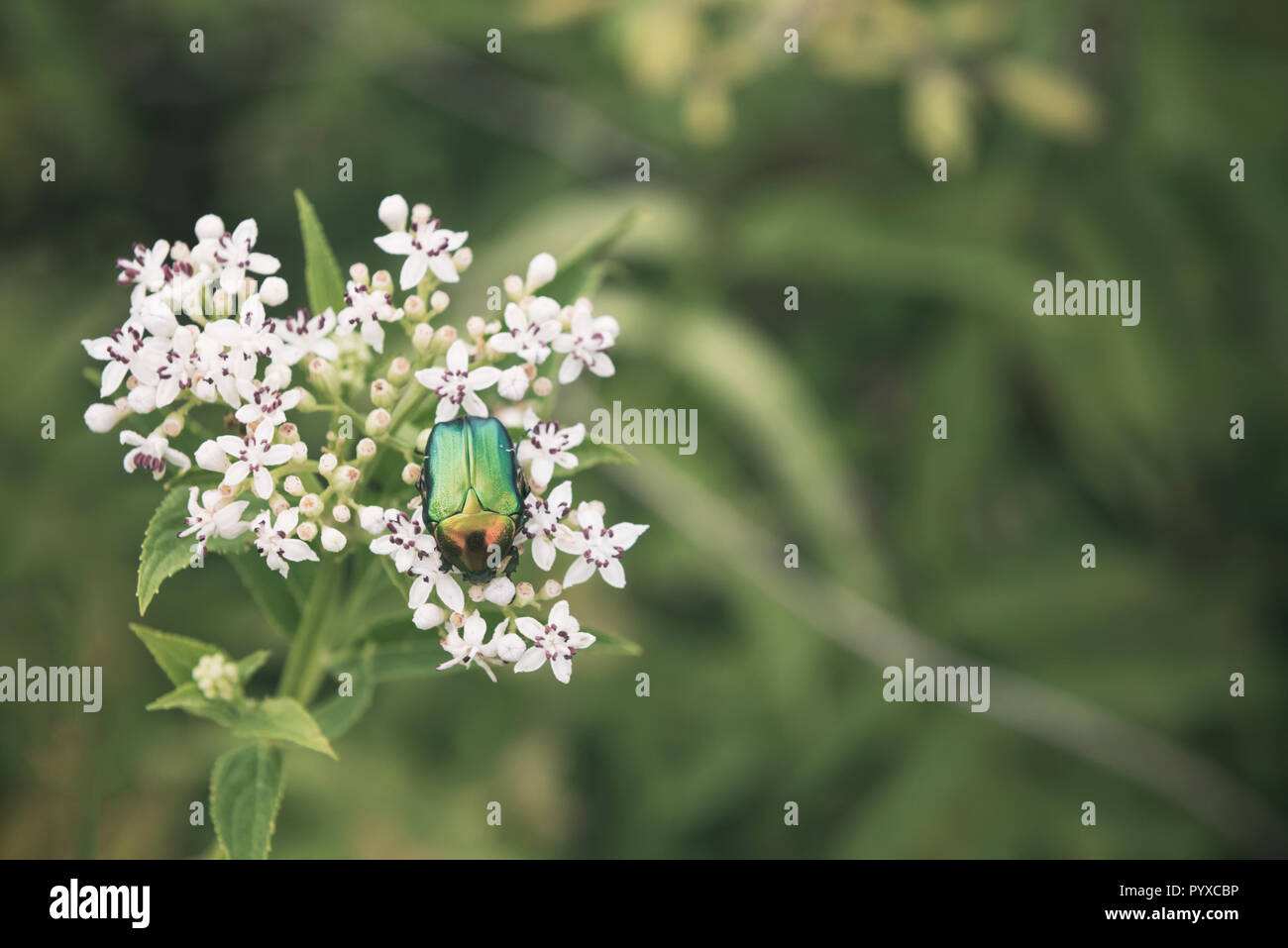 Cetonia aurata, beetle also called rose chafer or the green rose chafer ...