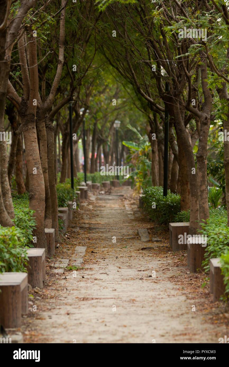 Green walk path bordered with trees at Qinshui Park along Hou-Feng bike ...