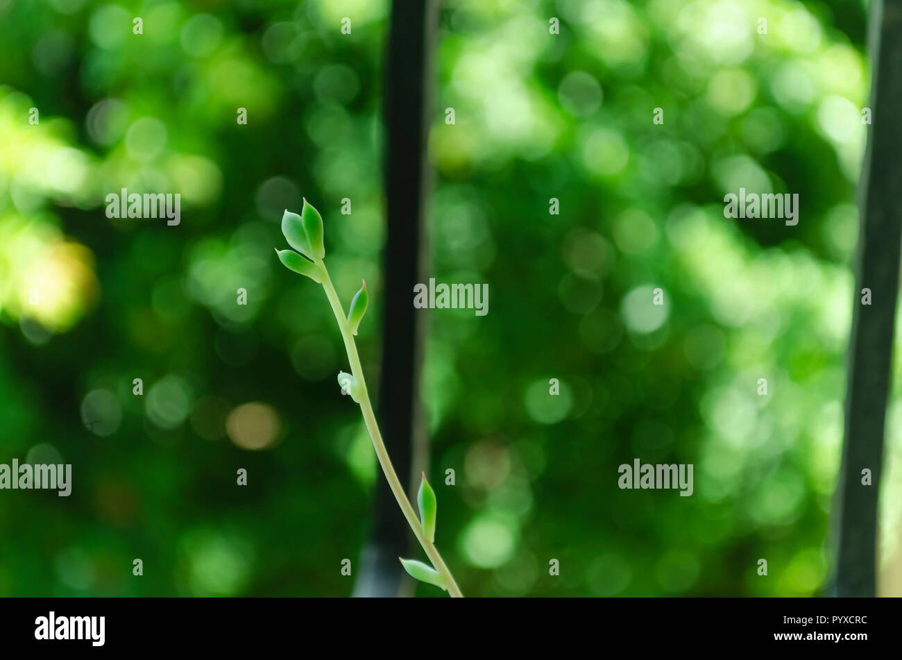 small shoot of plant leaves with bokeh 18-55mm Stock Photo - Alamy