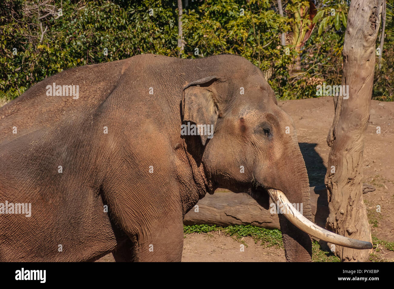 Elephant with Tusk Stock Photo - Alamy