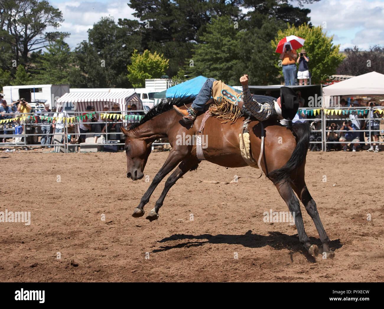 Rodeo rider on a bucking horse Stock Photo - Alamy