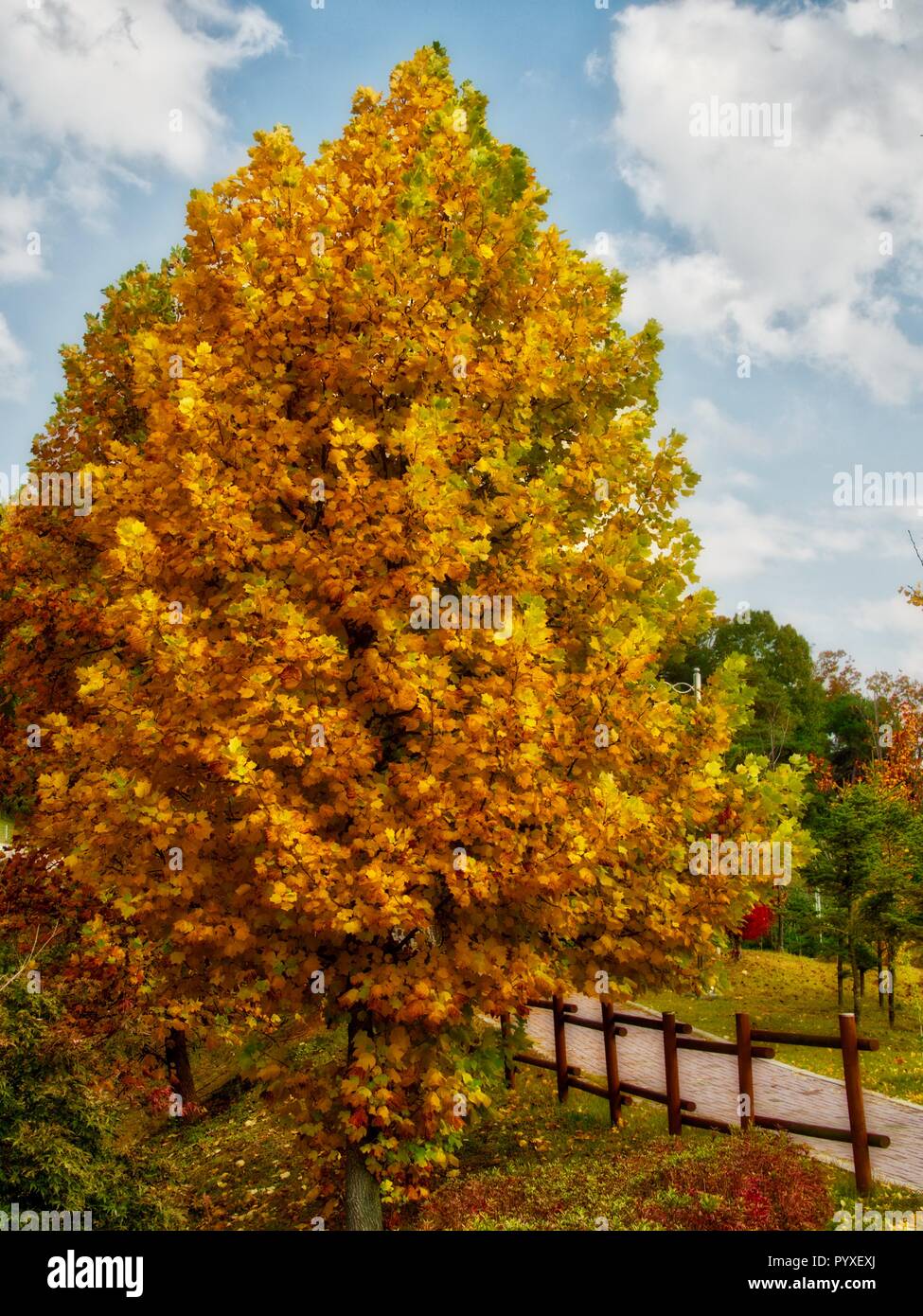 Maple tree at Mindongsan Arboretum in Cheongju city, Korea Stock Photo ...