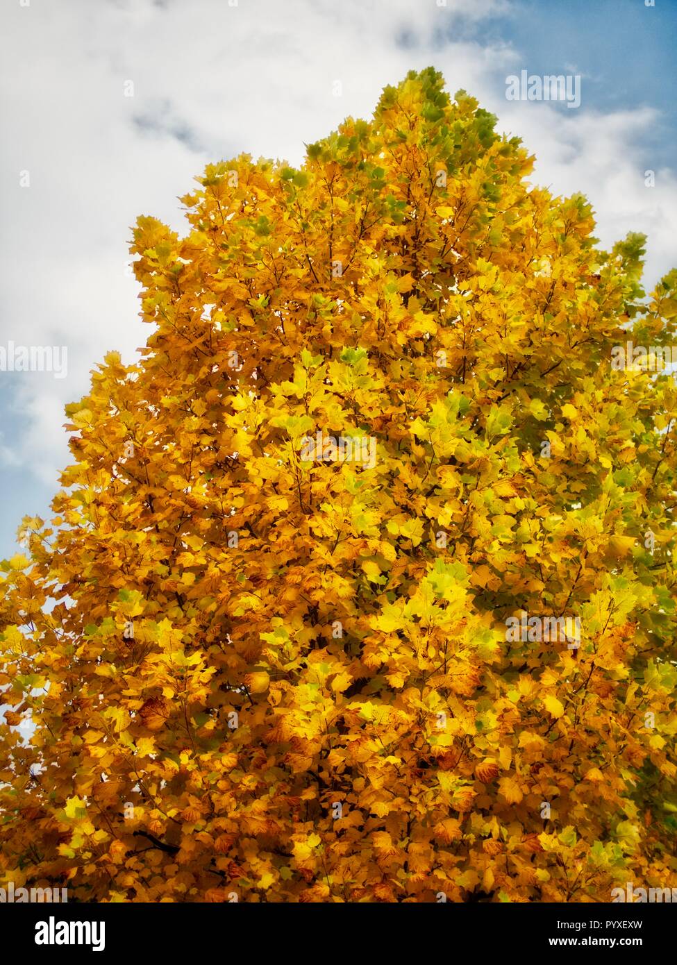 Maple tree at Mindongsan Arboretum in Cheongju city, Korea Stock Photo ...