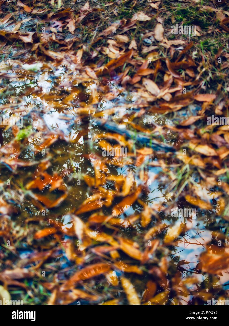 Maple trees reflected in the water Stock Photo - Alamy