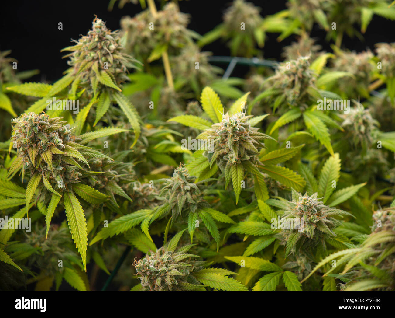 Detail of cannabis cola (Oak Tree marijuana strain) with visible hairs ... Detail of cannabis cola (Oak Tree marijuana strain) with visible hairs ...